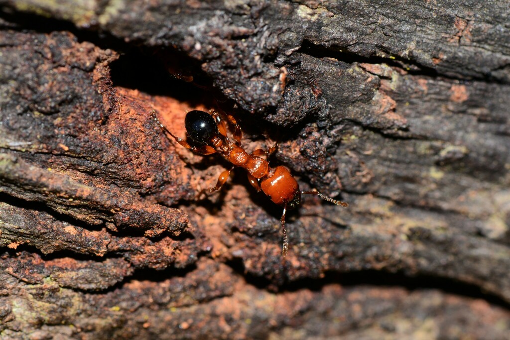 Muscleman Tree ant from Melbourne VIC, Australia on December 20, 2022 ...