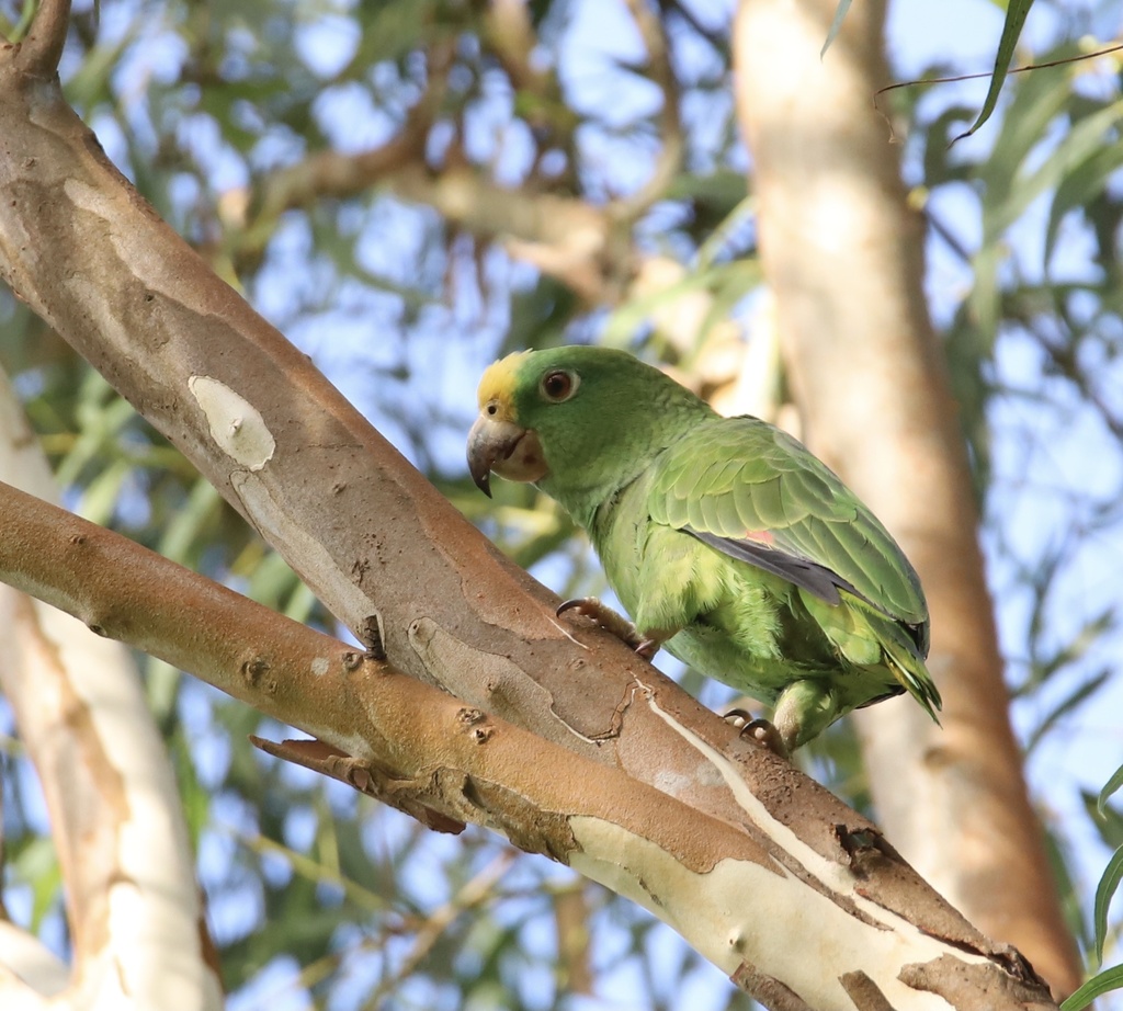 Panama Yellow-crowned Parrot (Amazona ochrocephala panamensis) - Avian ...