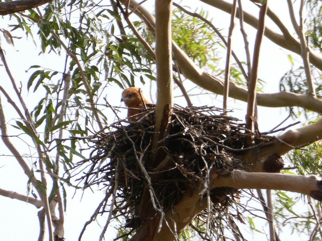 Hawks, Eagles, and Kites from St Mary QLD 4650, Australia on December ...