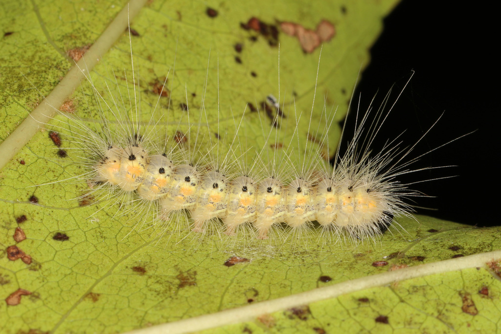Fall Webworm Moth from 10776 Belmont Blvd, Lorton, VA 22079, USA on ...