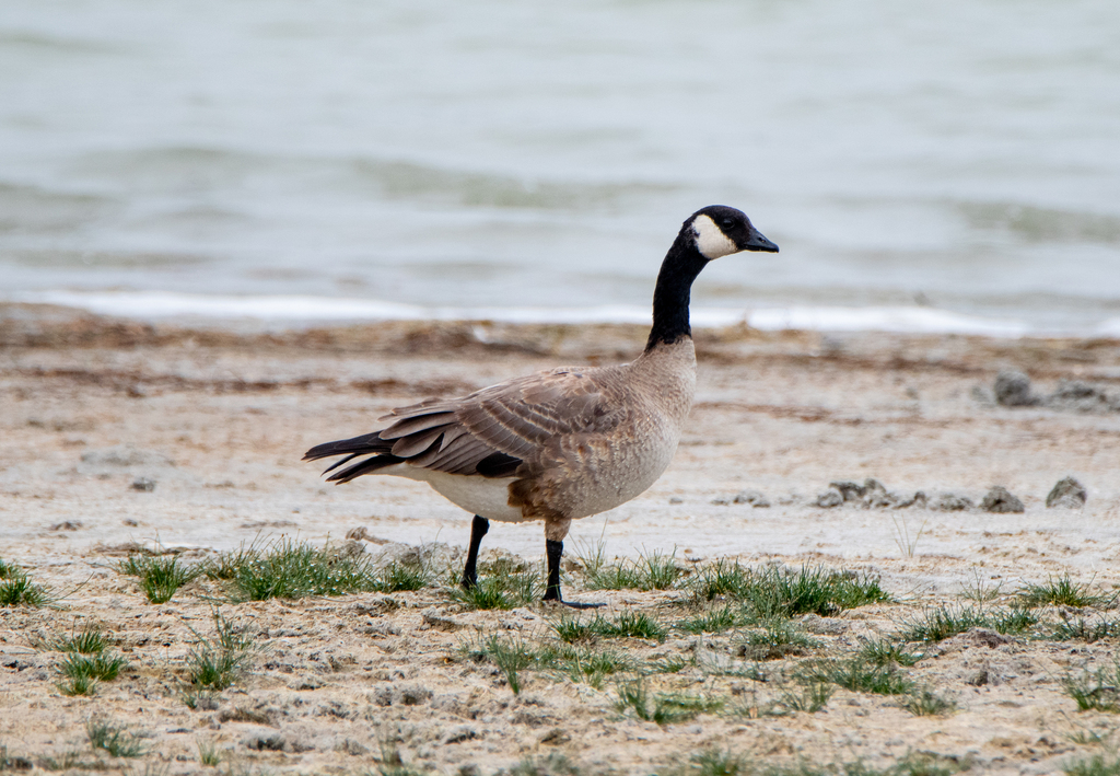 Cackling Goose from Anáhuac, N.L., México on December 19, 2022 at 10:44 ...