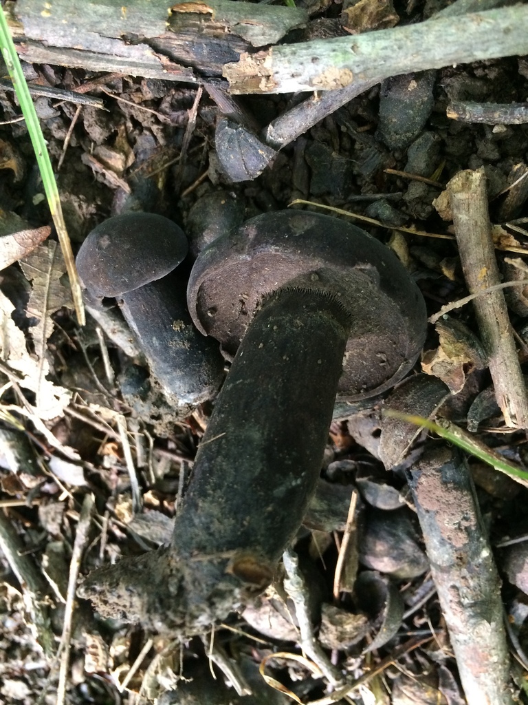 Black Velvet Bolete from Brown County, US-IN, US on September 12, 2018 ...