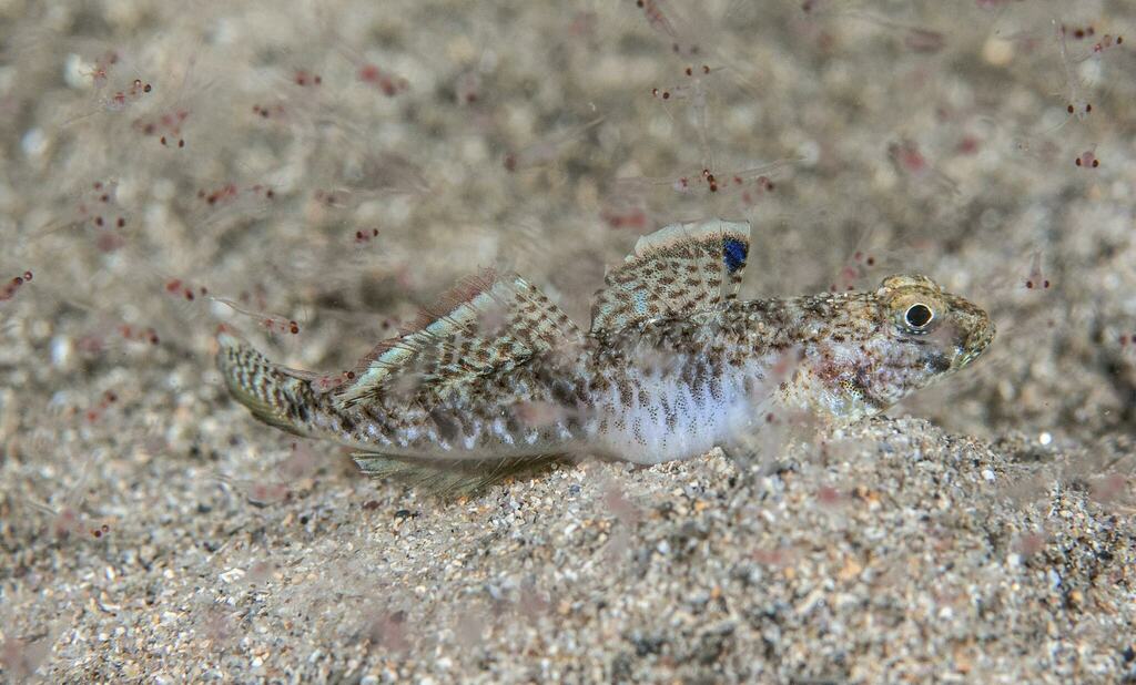 Eastern Longfin Goby from Sydney NSW, Australia on December 20, 2022 at ...