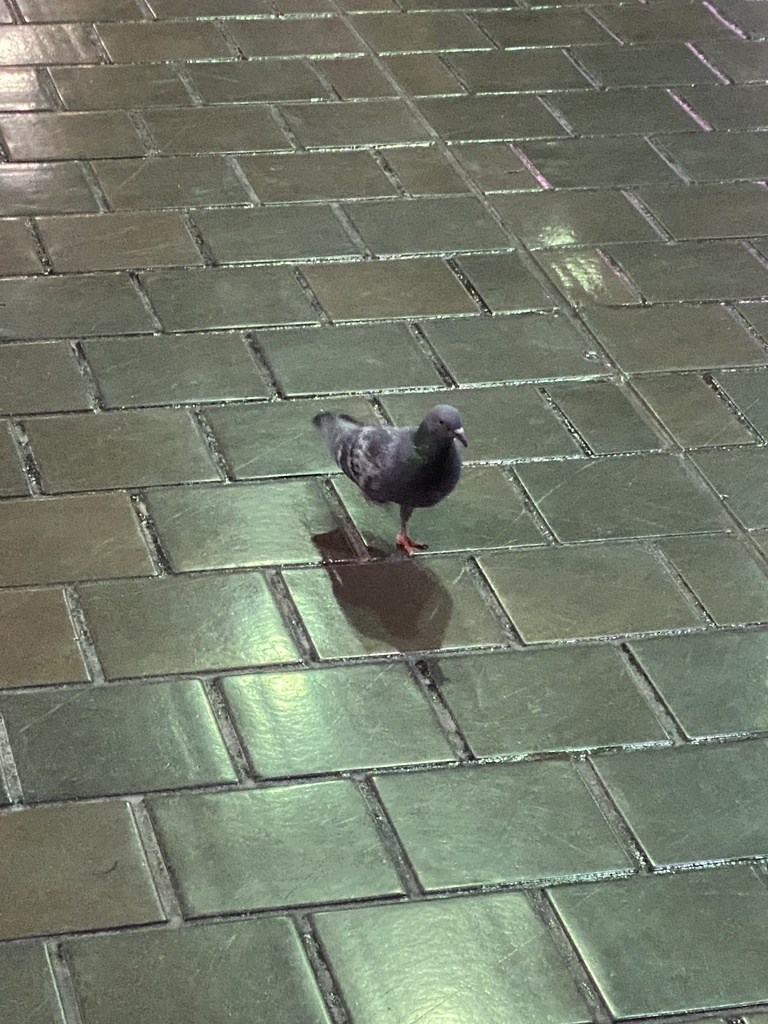 Feral Pigeon from Washington Union Station, Washington, DC, US on ...