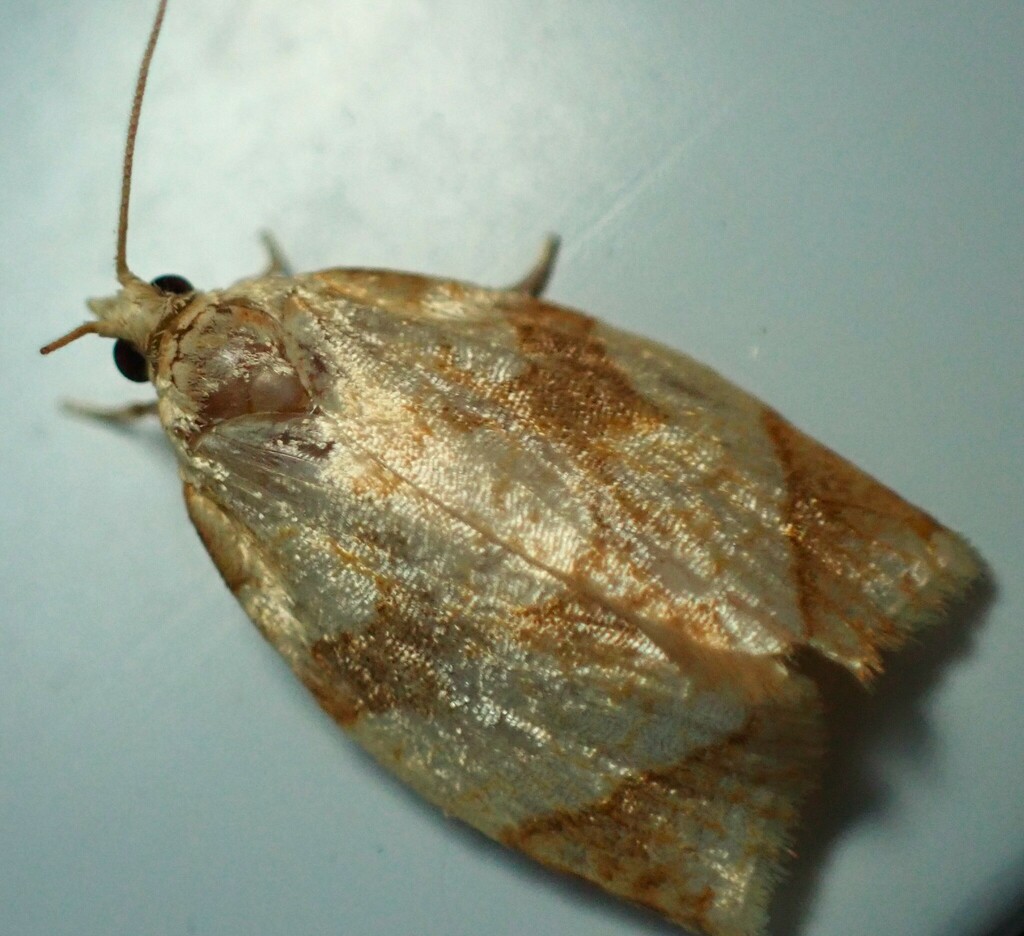 Shimmering Gold Adoxophyes Moth in June 2022 by Brent Guinn · iNaturalist
