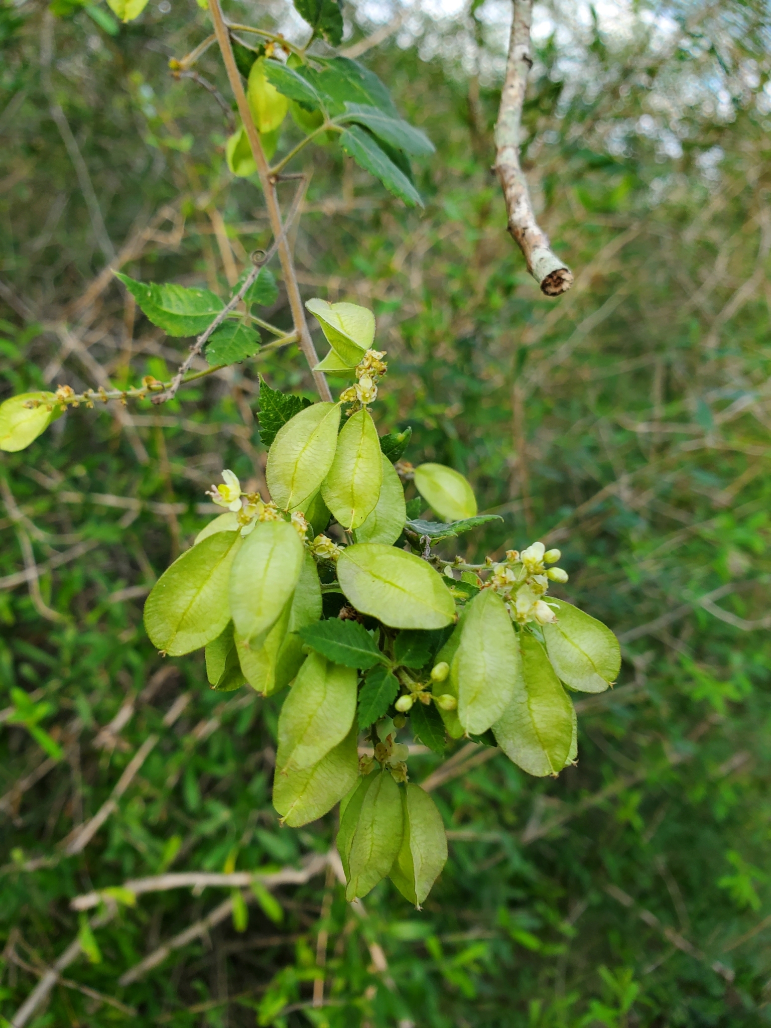 Urvillea ulmacea Kunth