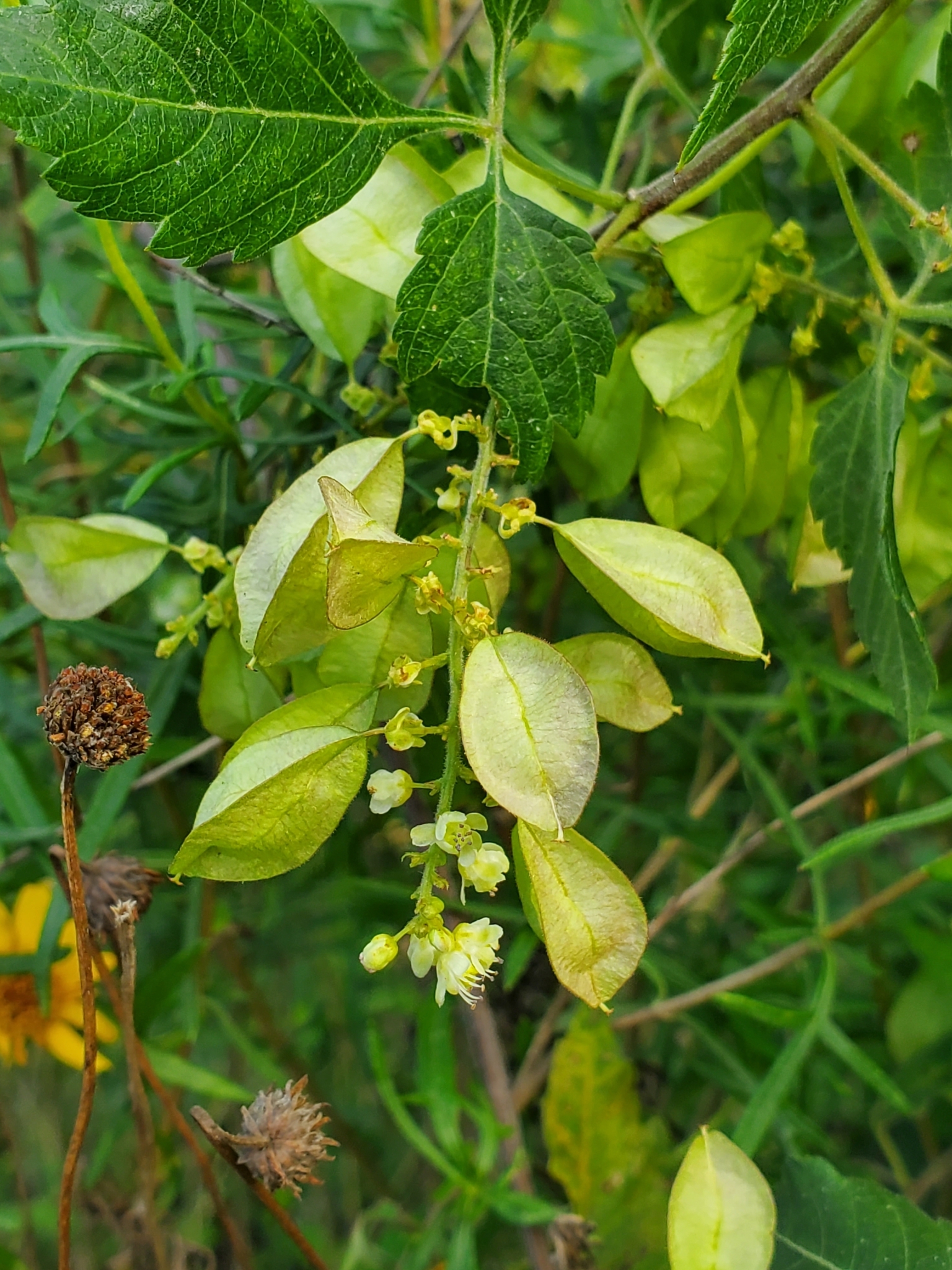 Urvillea ulmacea Kunth