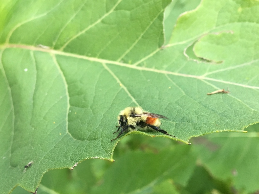 Hunt's Bumble Bee from Douglasdale, Calgary, AB T2Z, Canada on ...