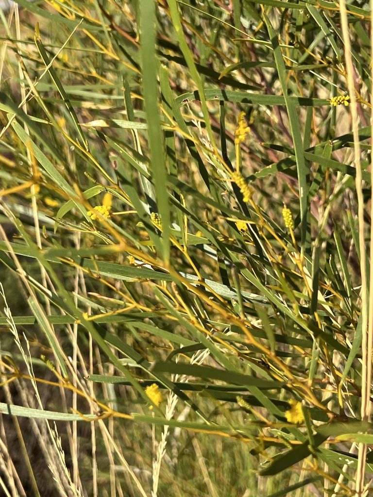curly-bark wattle from Karlu Karlu-Devils Marbles Conservation Reserve ...