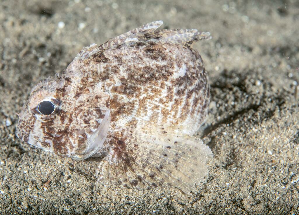 Marbled Fortescue from Sydney NSW, Australia on December 20, 2022 at 09 ...
