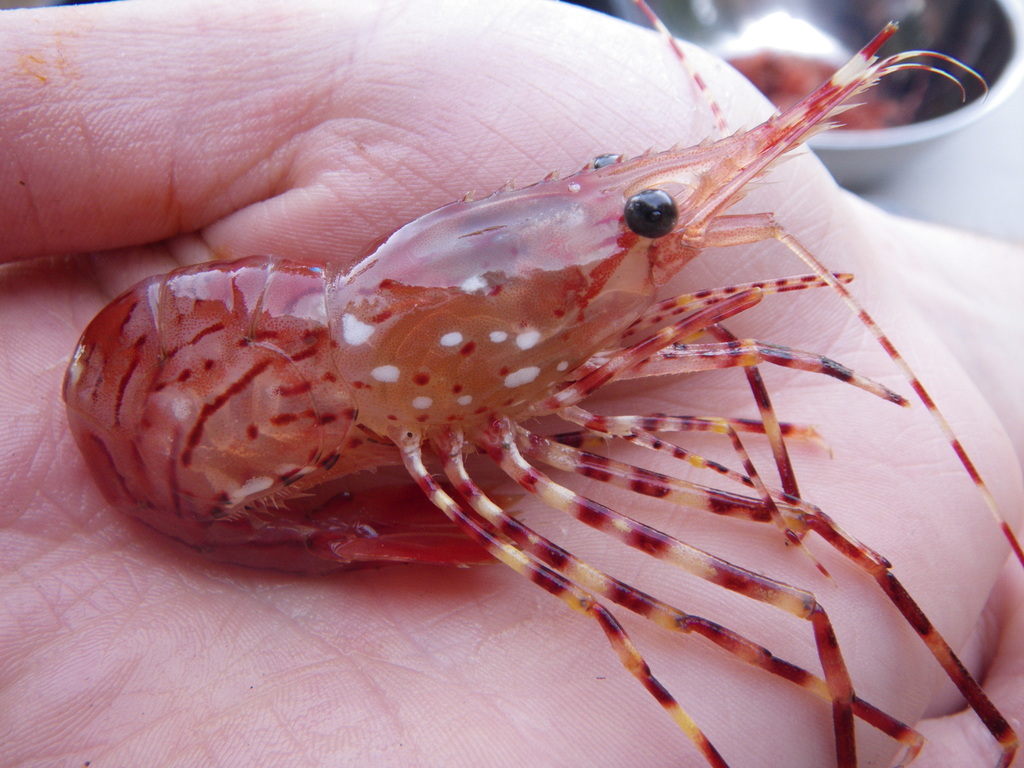 Dock Shrimp from Capital, BC, Canada on May 4, 2011 at 04:12 PM by ...