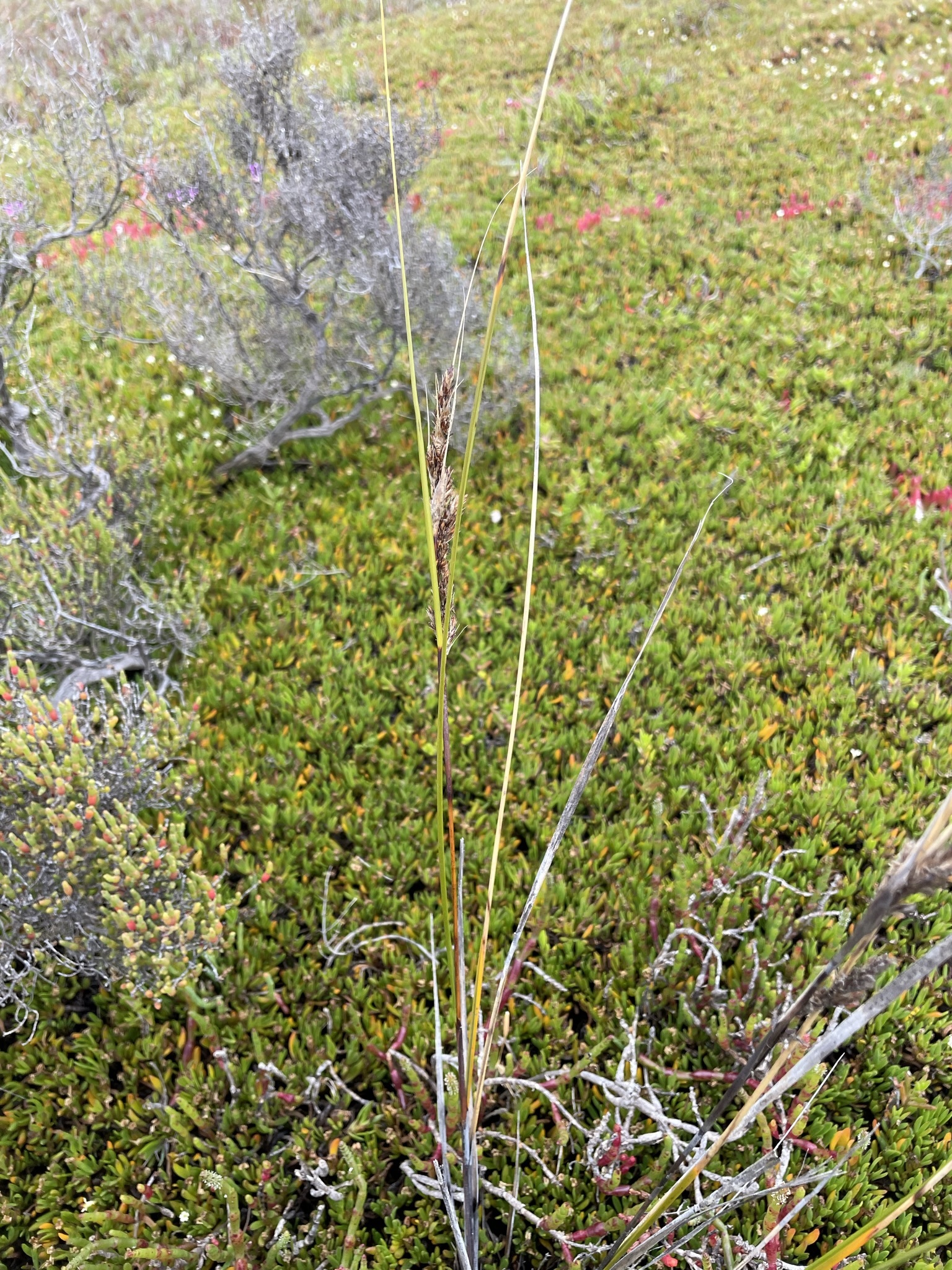 Gahnia filum (Labill.) F.Muell.