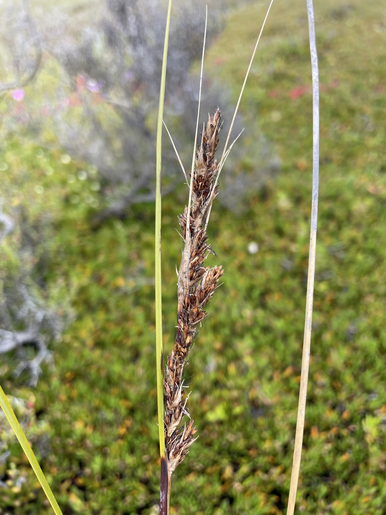Gahnia filum (Labill.) F.Muell.