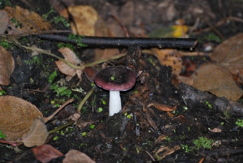 Sale pilvik (Russula gracilis)