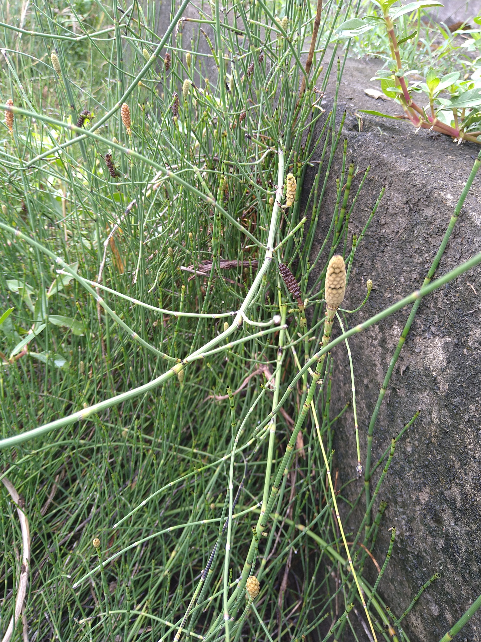 Equisetum ramosissimum subsp. debile (Roxb. ex Vaucher) Hauke