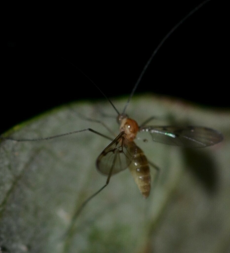 Macrocera from Parkland, FL, USA on December 20, 2022 at 08:23 PM by ...