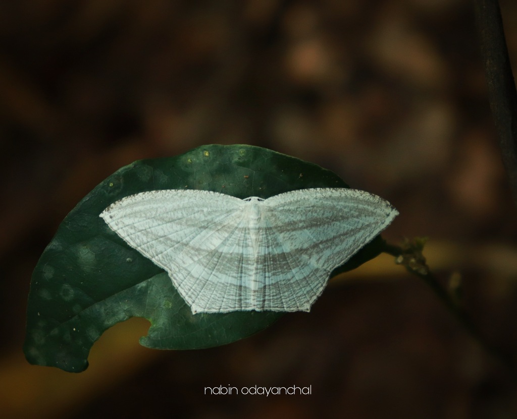 Acropteris from Pulikurumba, Kerala, India on October 30, 2022 at 08:01 ...