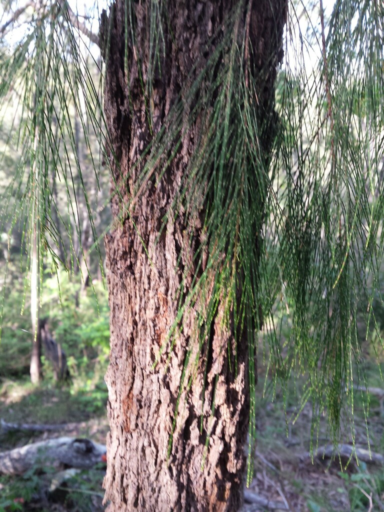 Forest sheoak in April 2018 by PeterCopping · iNaturalist