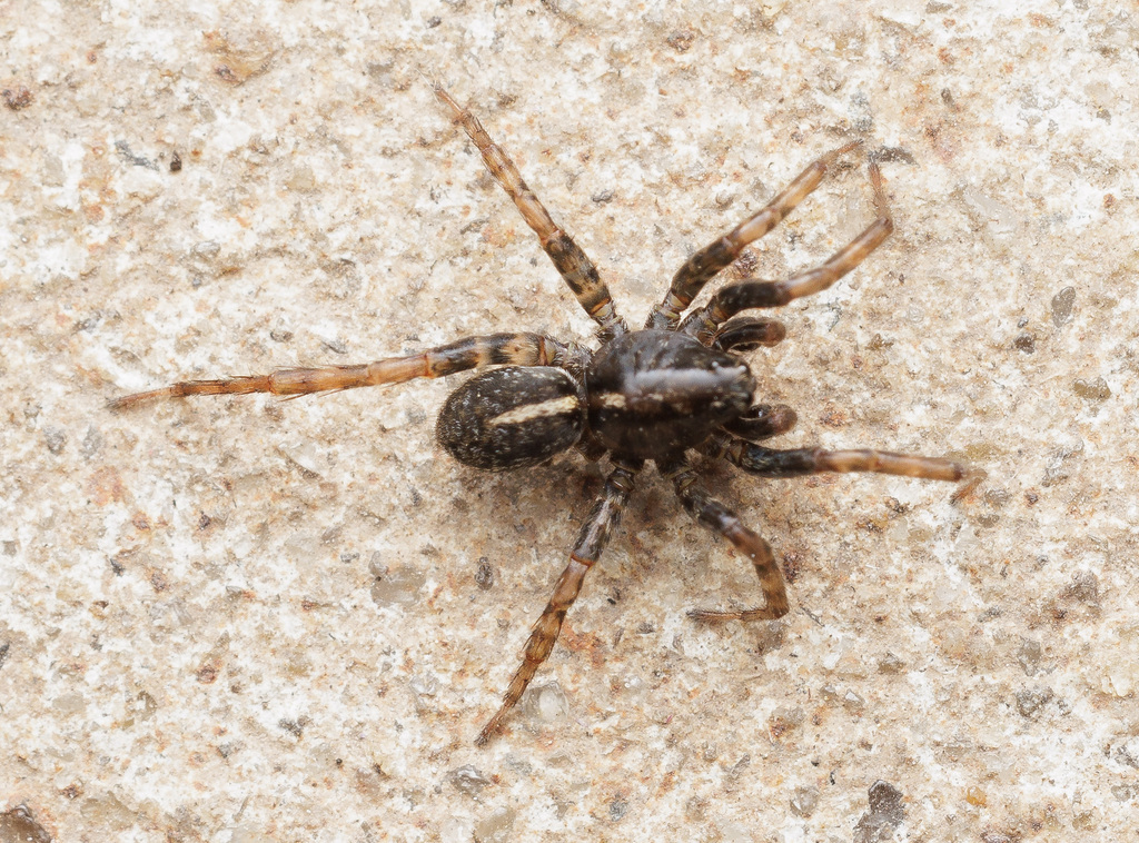Small Striped Wolf Spiders in December 2022 by Andrew Humpage. Only ...