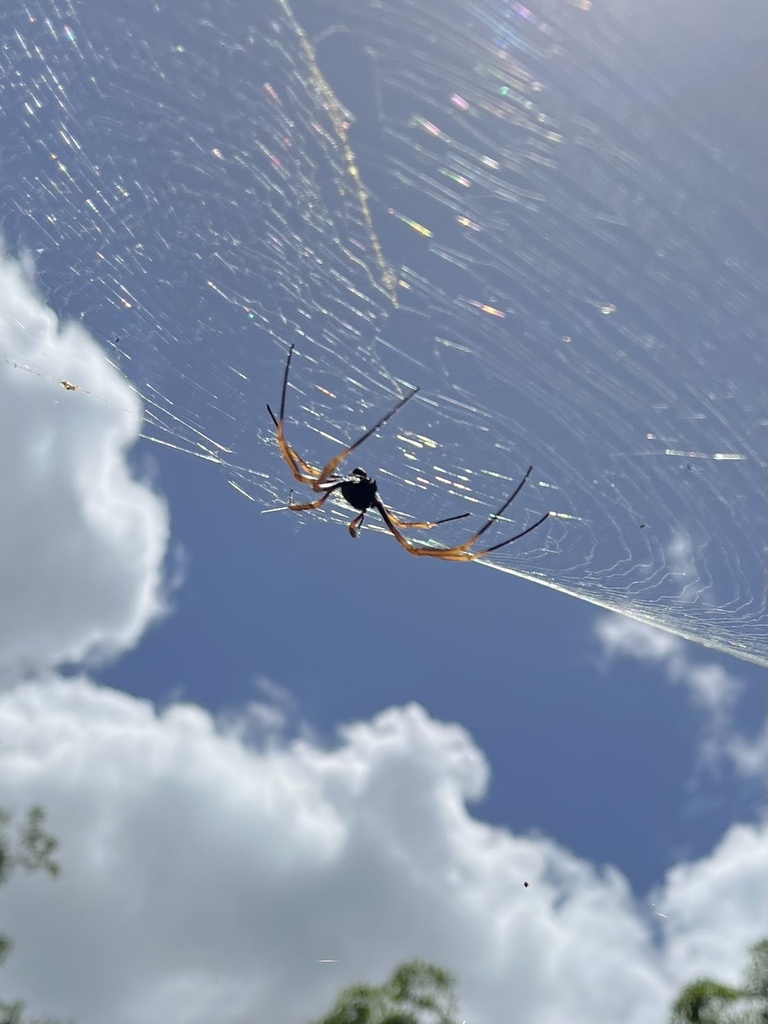 Tiger Spider from Lone Pine Koala Sanctuary, Fig Tree Pocket, QLD, AU ...