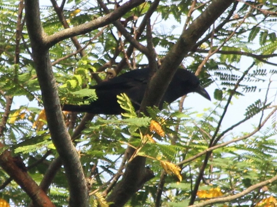 Corvus enca (Horsfield, 1821)