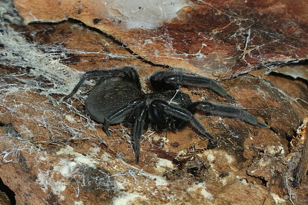 Black House Spider in December 2022 by Garry French · iNaturalist