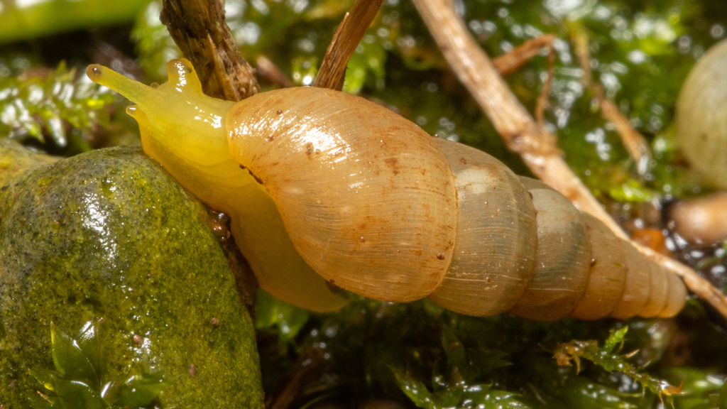 Awl Snails and Allies from Napili-Honokowai, HI, USA on December 12 ...