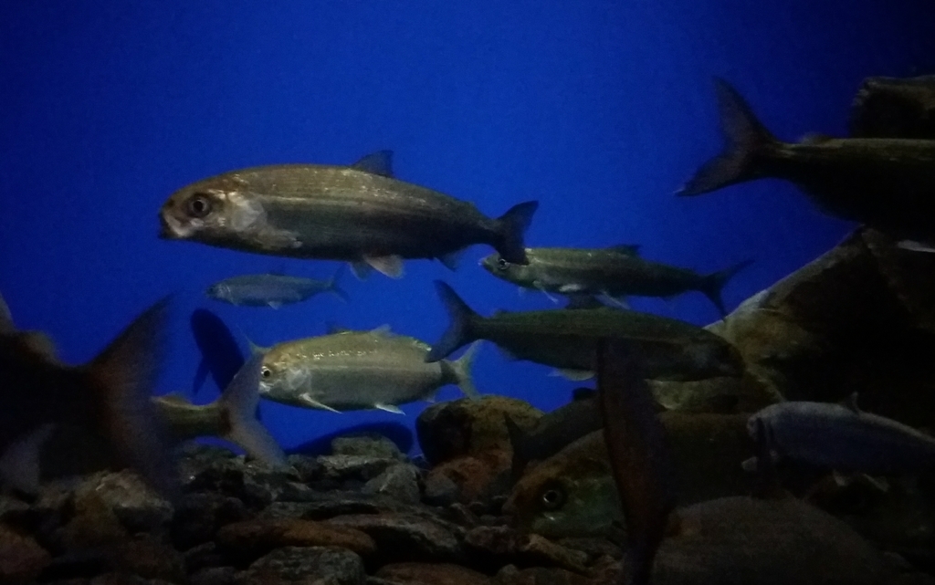 Omul (Coregonus migratorius) - Marine Life Identification