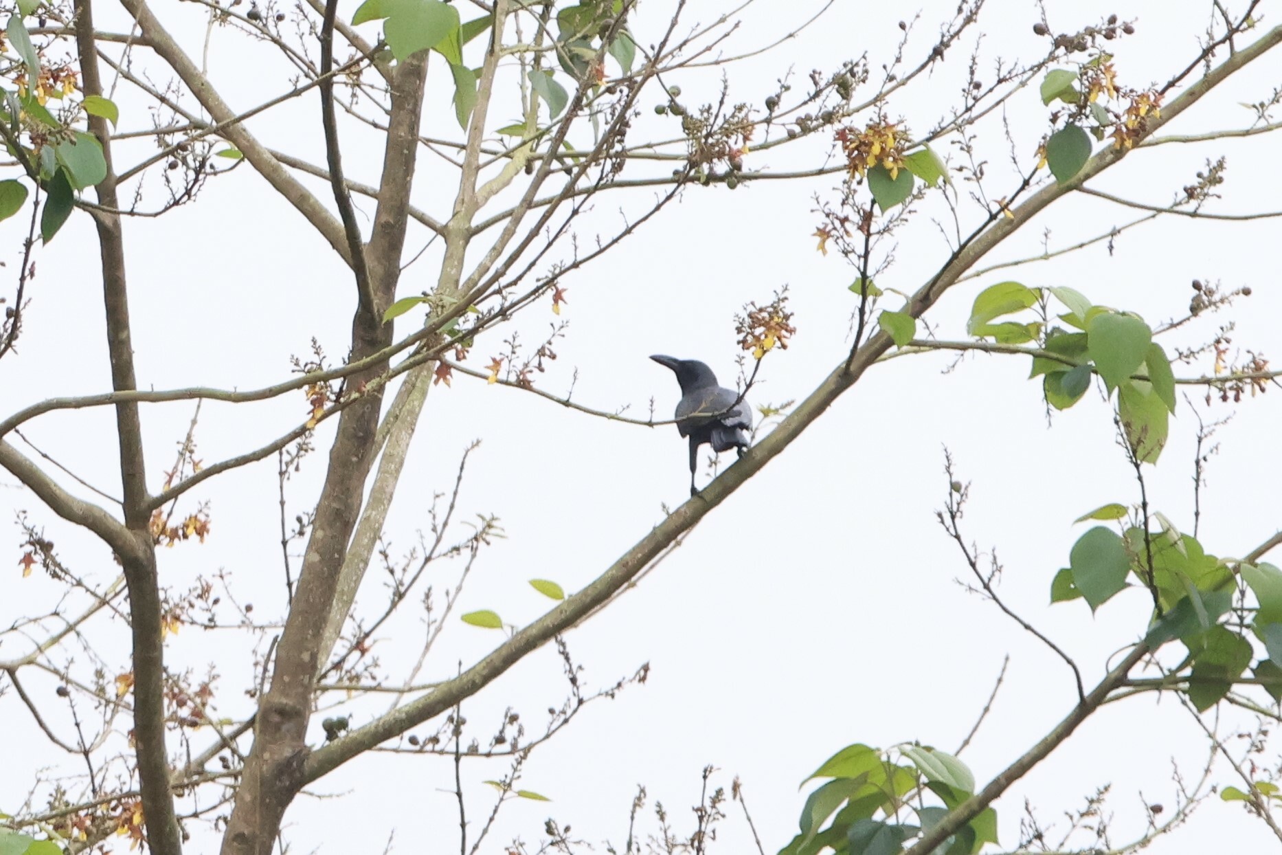 Corvus enca (Horsfield, 1821)