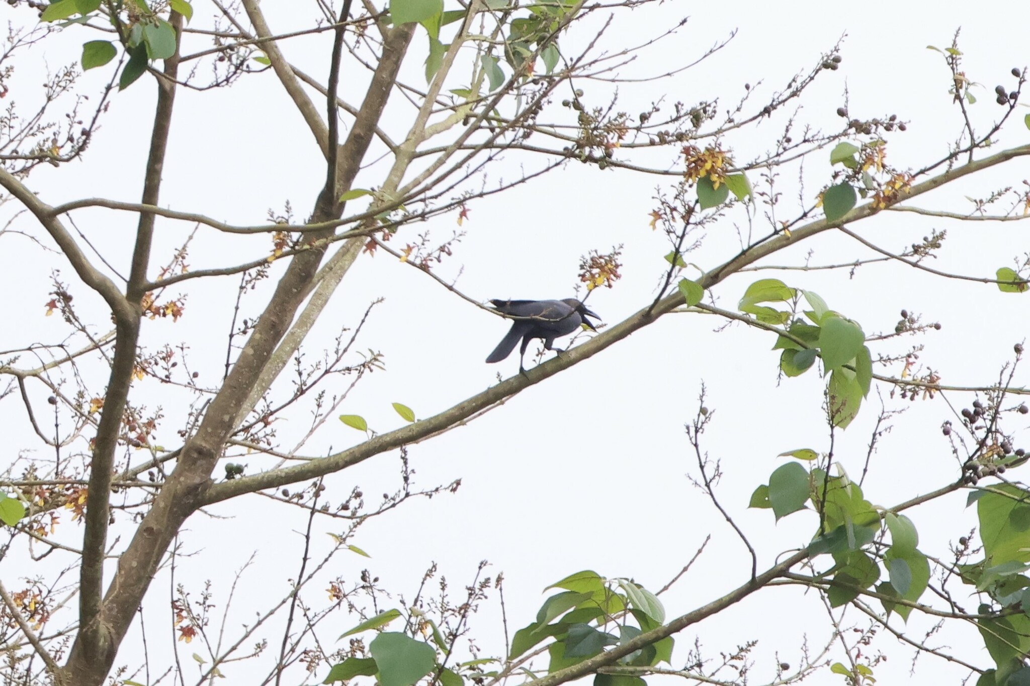 Corvus enca (Horsfield, 1821)