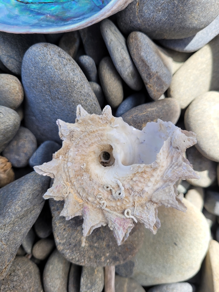 Circular Saw Shell from Kapiti Island Nature Reserve, NZ-WG-KC, NZ-WG ...