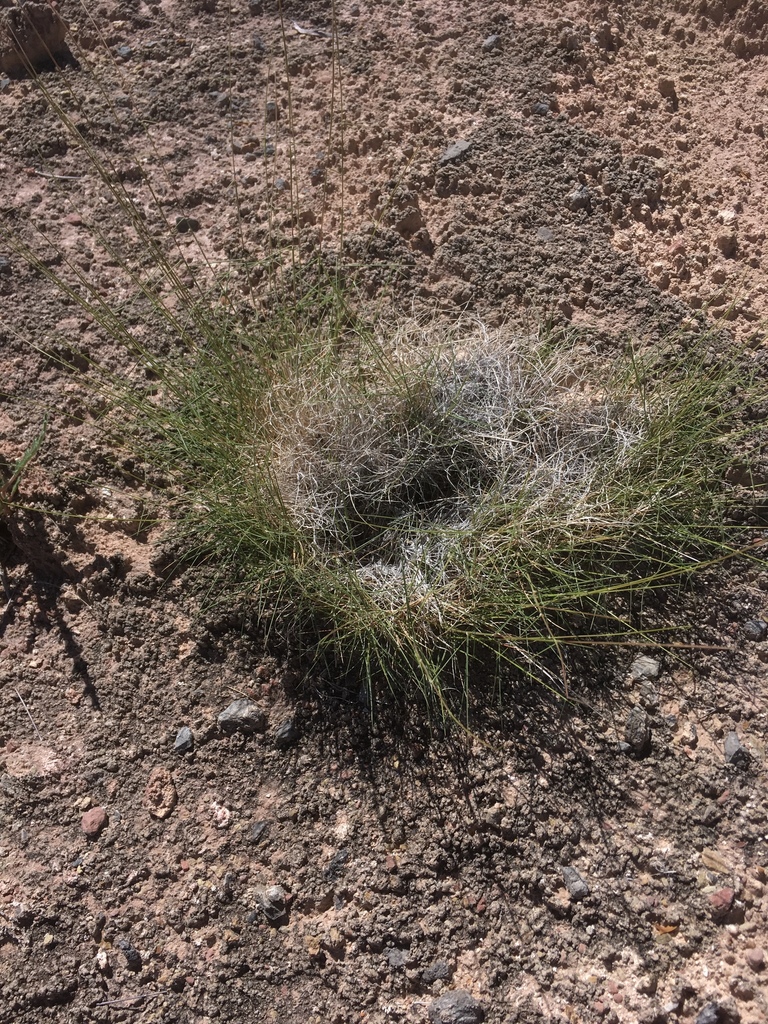 gypsum dropseed from Hudspeth County, US-TX, US on September 13, 2018 ...