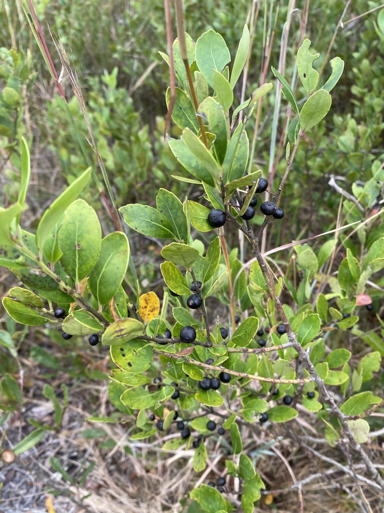 gallberry from Longleaf Flatwoods Reserve, Alachua County, FL, USA on ...