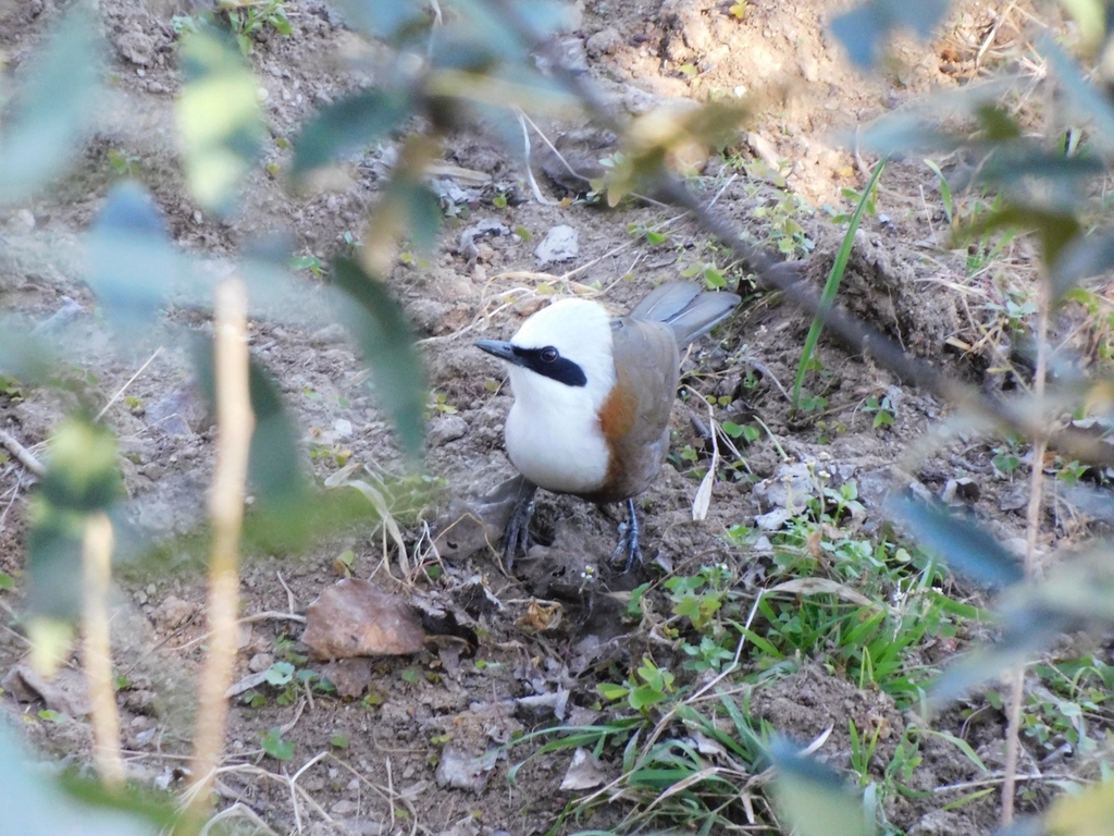 White-crested Laughingthrush from Peora on December 13, 2022 at 11:04 ...