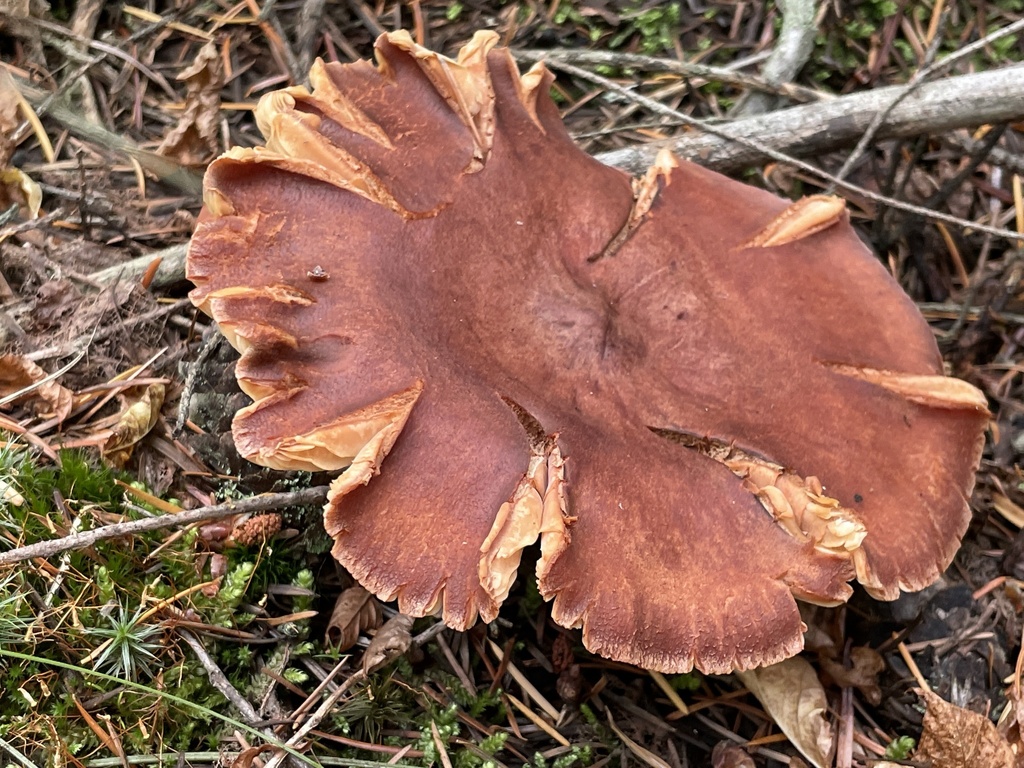 Rufous Milkcap from Okanogan - Wenatchee National Forest, Cle Elum, WA ...