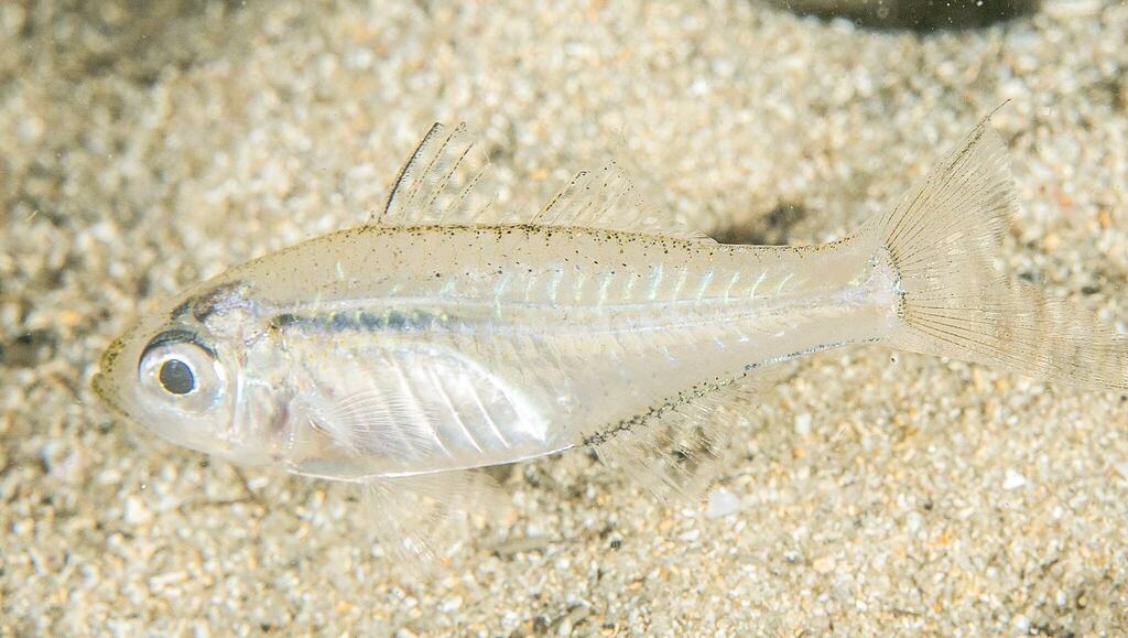 Port Jackson Glassfish from Sydney NSW, Australia on December 20, 2022 ... Port Jackson Glassfish from Sydney NSW, Australia on December 20, 2022 ...