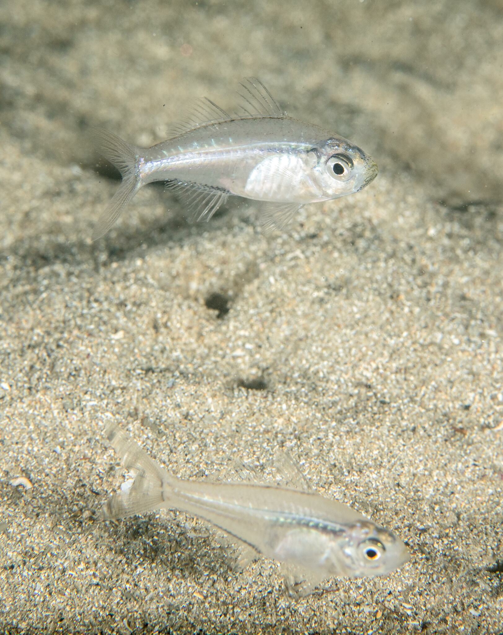Ambassis jacksoniensis (Macleay, 1881)