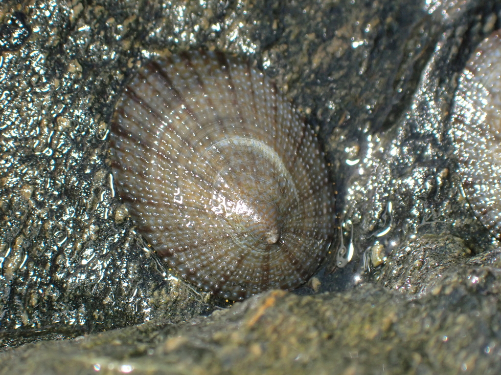 Radiate Limpet from Invercargill City, Southland, New Zealand on ...
