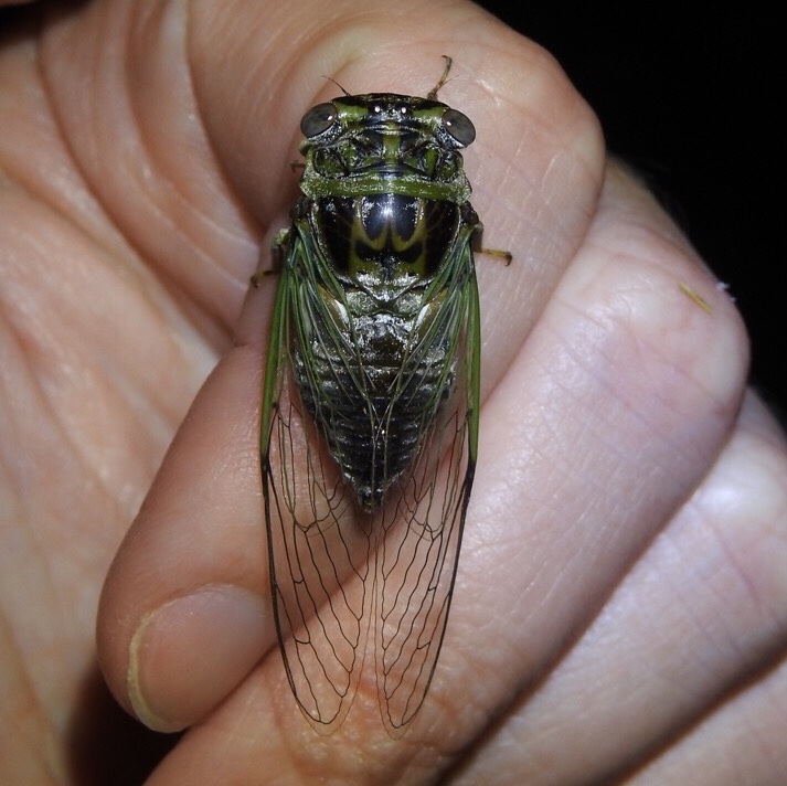 Green winged cicada (A guide to the Ecdysozoa: Insecta: Hemiptera (true ...