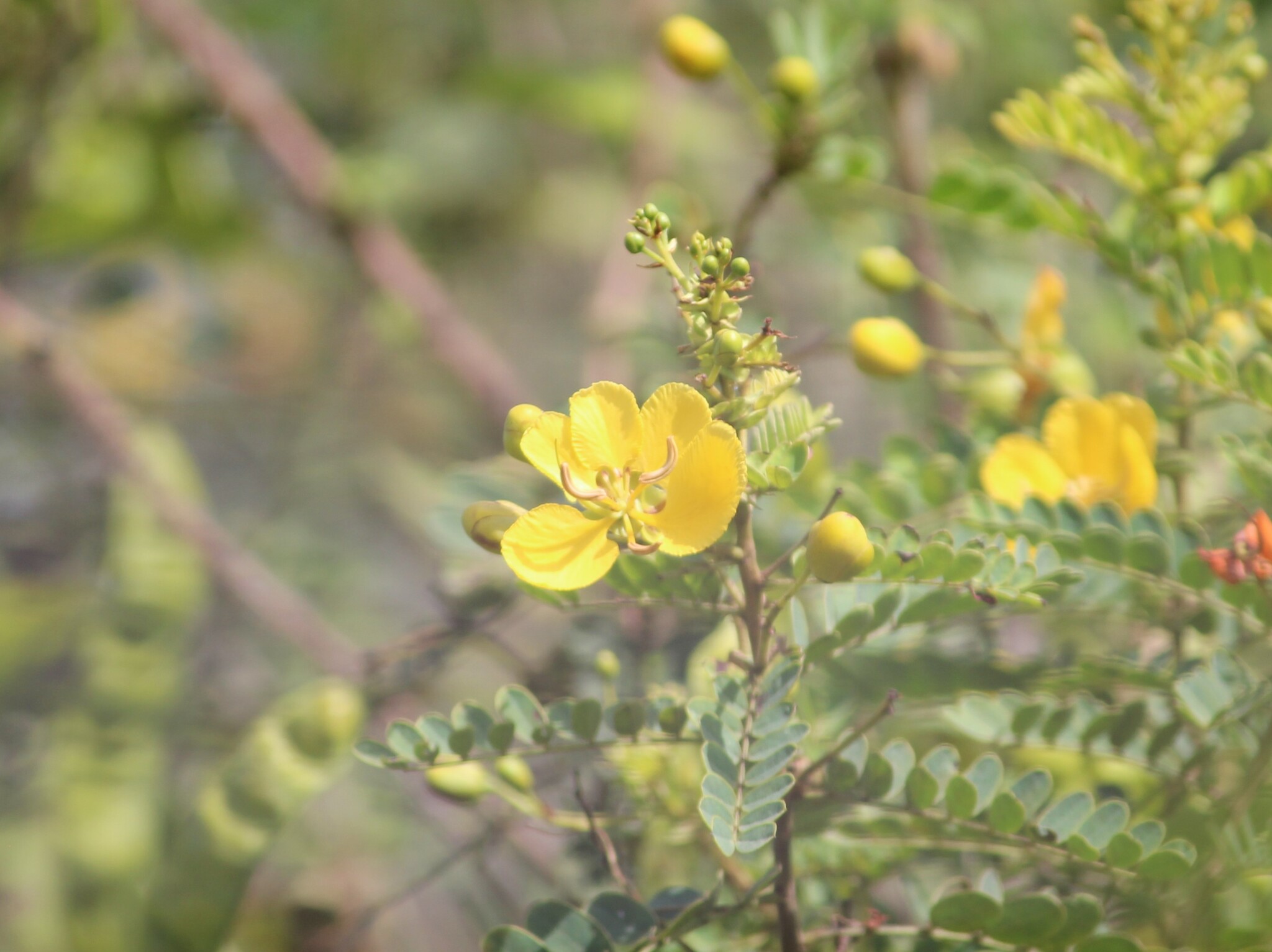 Senna auriculata (L.) Roxb.