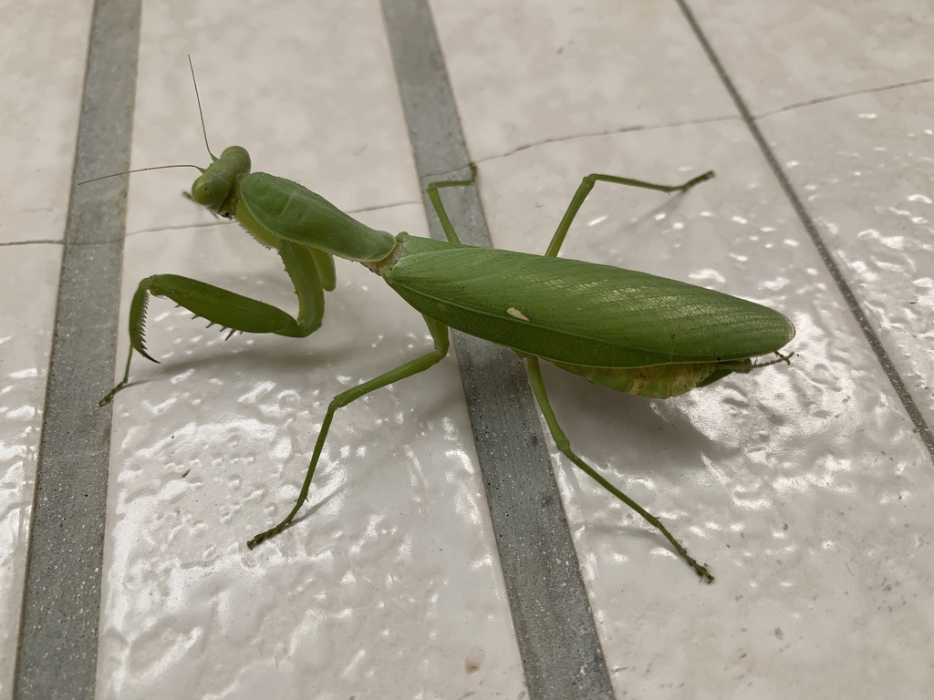 Giant Asian Mantis from 1, 莿桐鄉, TW on November 21, 2022 at 12:05 PM by ...
