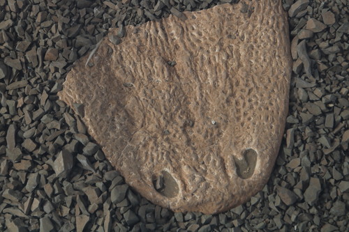 Genus Rhinesuchus · iNaturalist