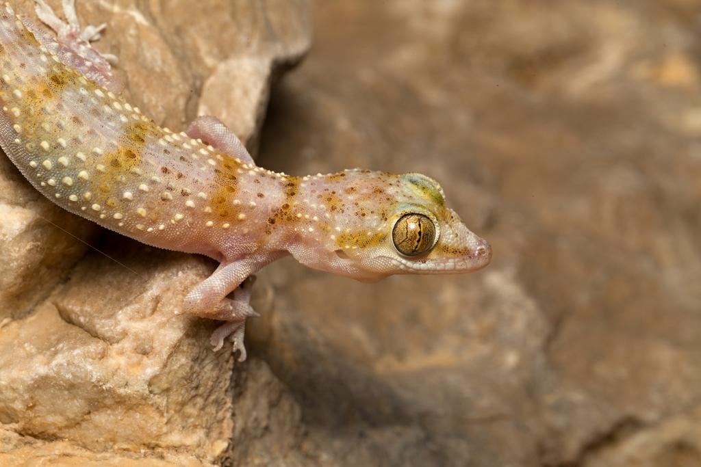 Wadi Ayoun Half-toed Gecko from Dafár, Omán on November 10, 2018 at 06: ...