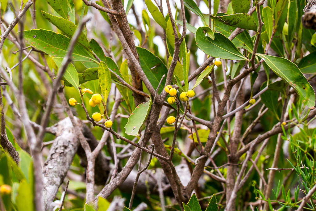 Koko Tree from Jozini, South Africa on October 10, 2019 at 09:57 AM by ...
