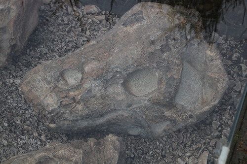 Genus Moschops · iNaturalist