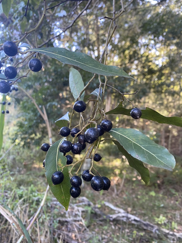 murrogun from Northwest Inner Brisbane, Enoggera, QLD, AU on July 29 ...