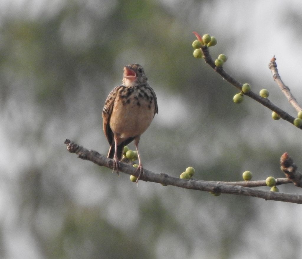 Jerdon's Bushlark from Madayipara on November 27, 2022 at 08:18 AM by ...