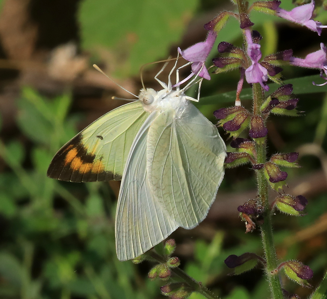 Teracolus subfasciatus Swainson, 1833