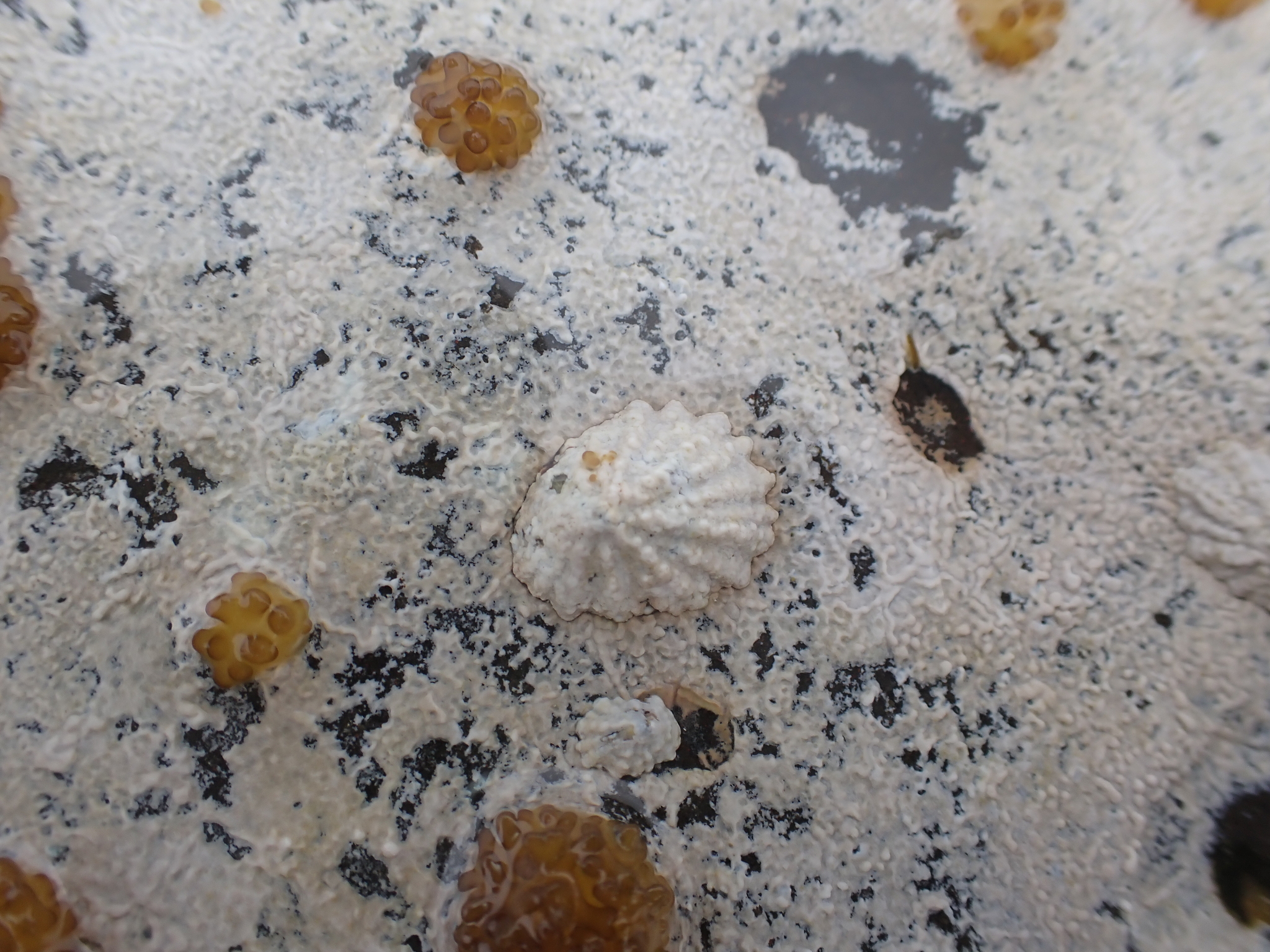 Patelloida corticata (F.W.Hutton, 1880)