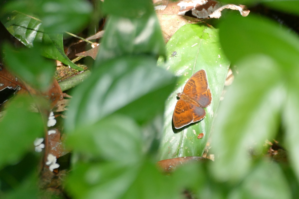 Euriphene plagiata from 69QH+WF6, Lompole, Congo-Kinshasa on October 31 ...